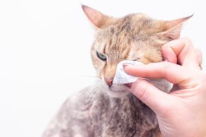 Cat Eye Boogers: Causes and Treatments | Brinker Veterinary Hospital